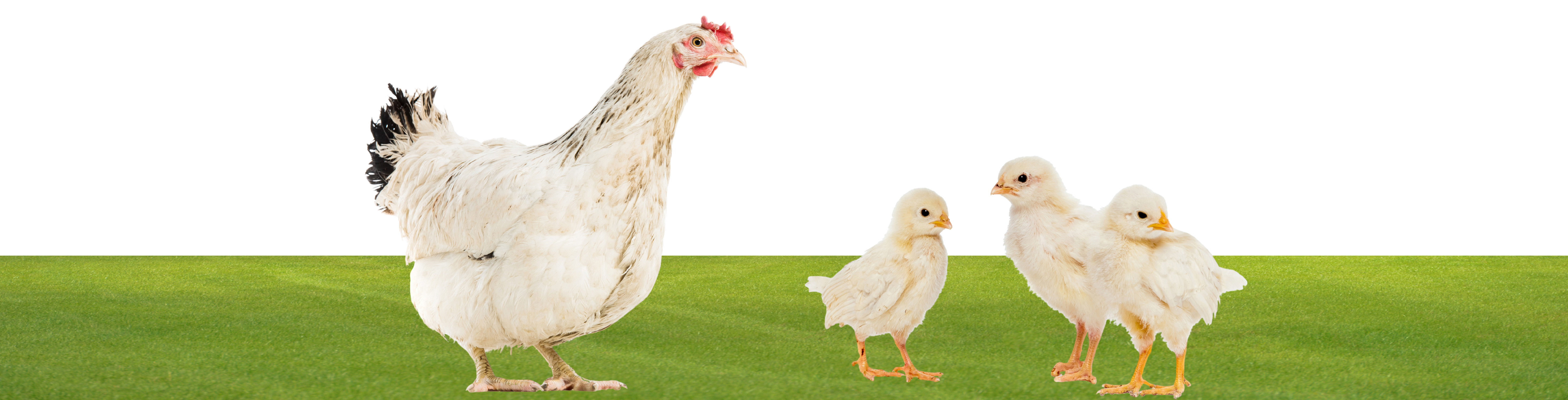 ProTAC Foods - Leading Poultry Producer in India | Premium Quality ...